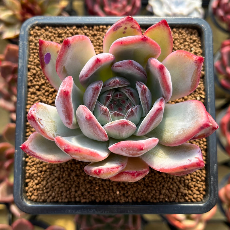 Echeveria 'Colorata' 3" Succulent Plant Cutting – True Succulents Plant Co.
