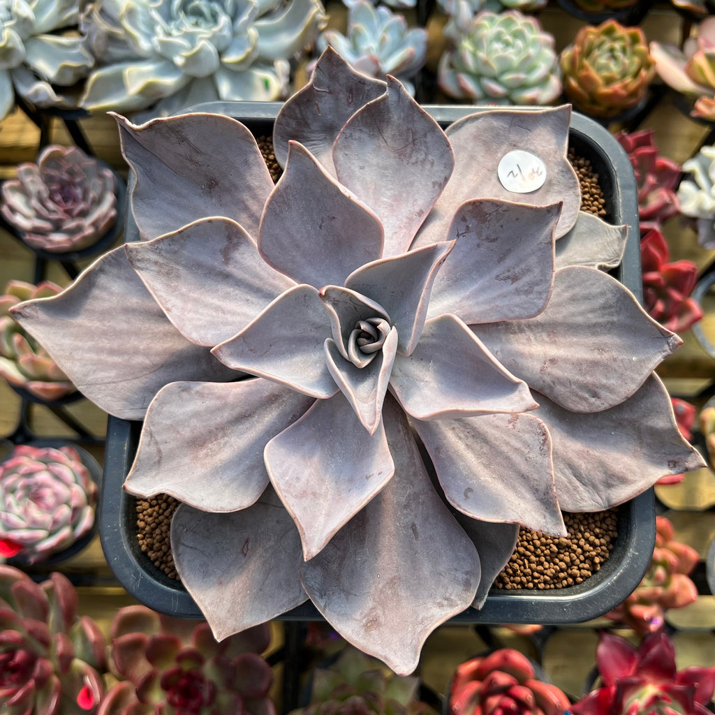 Echeveria Rodolfi 5" Succulent Plant Cutting – True Succulents Plant Co.