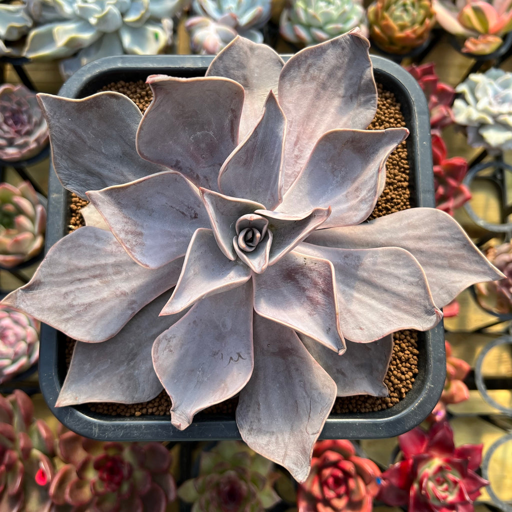 Echeveria Rodolfi 5" Succulent Plant Cutting – True Succulents Plant Co.