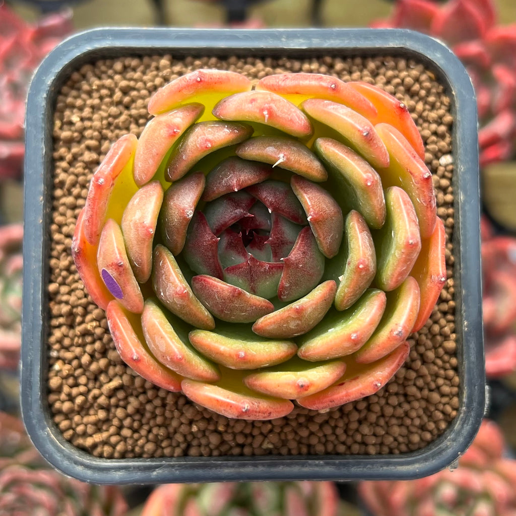 Echeveria 'Black Eyes' 2" Succulent Plant – True Succulents Plant Co.