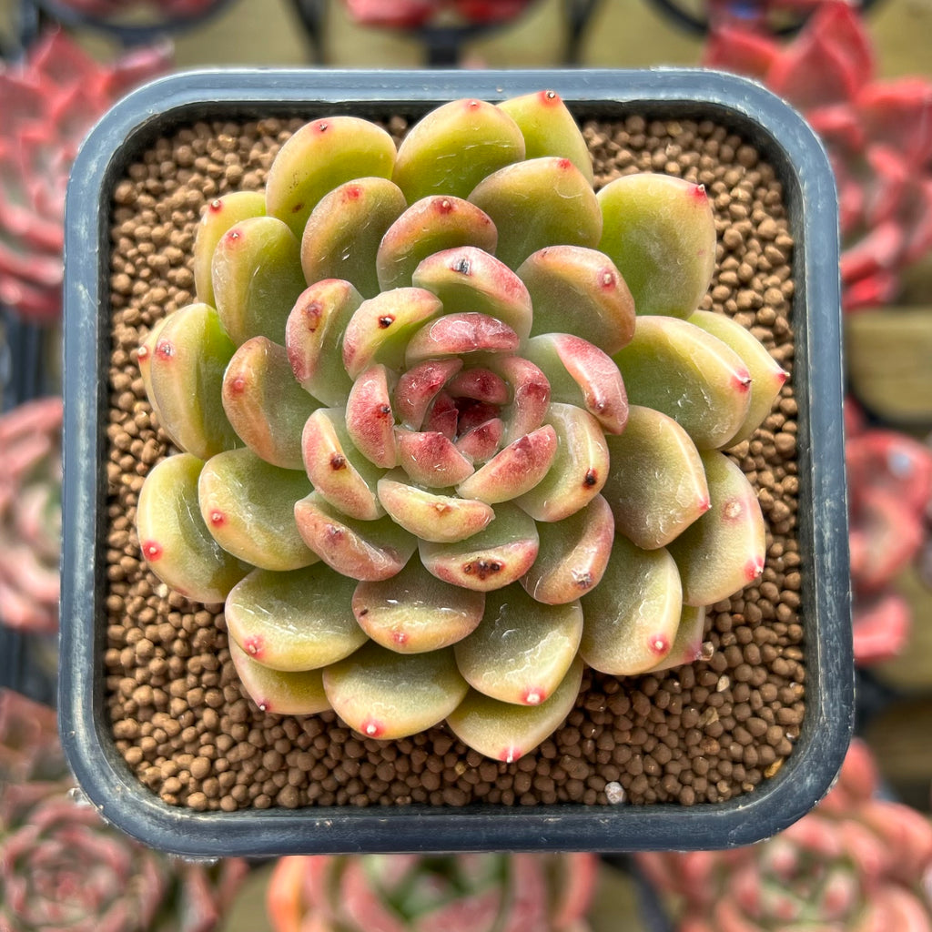 Echeveria 'Elin' 2" Succulent Plant – True Succulents Plant Co.