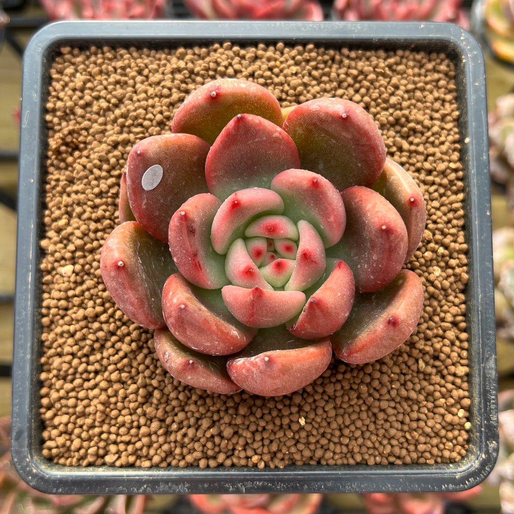 Echeveria 'Solucia' 2"-3" New Hybrid Succulent Plant – True Succulents ...