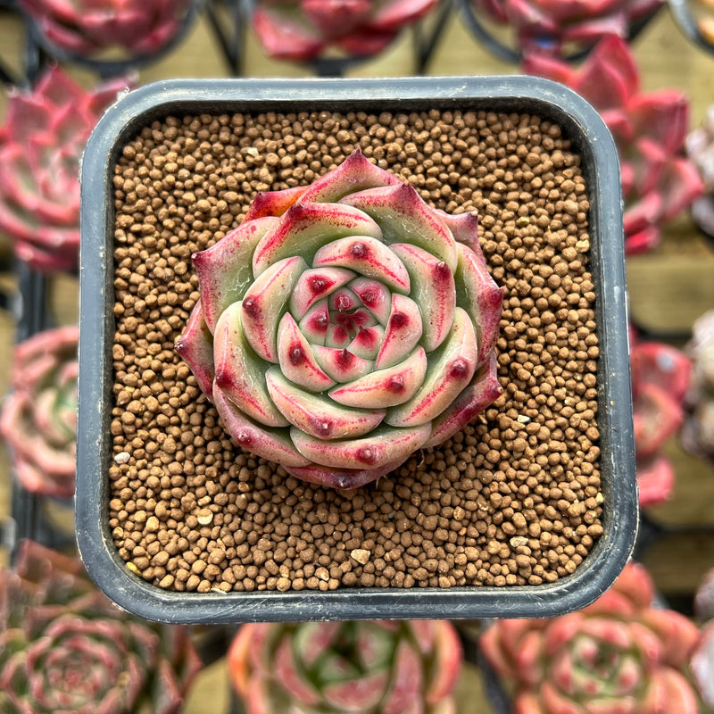 Echeveria 'Aini' 2" Succulent Plant – True Succulents Plant Co.