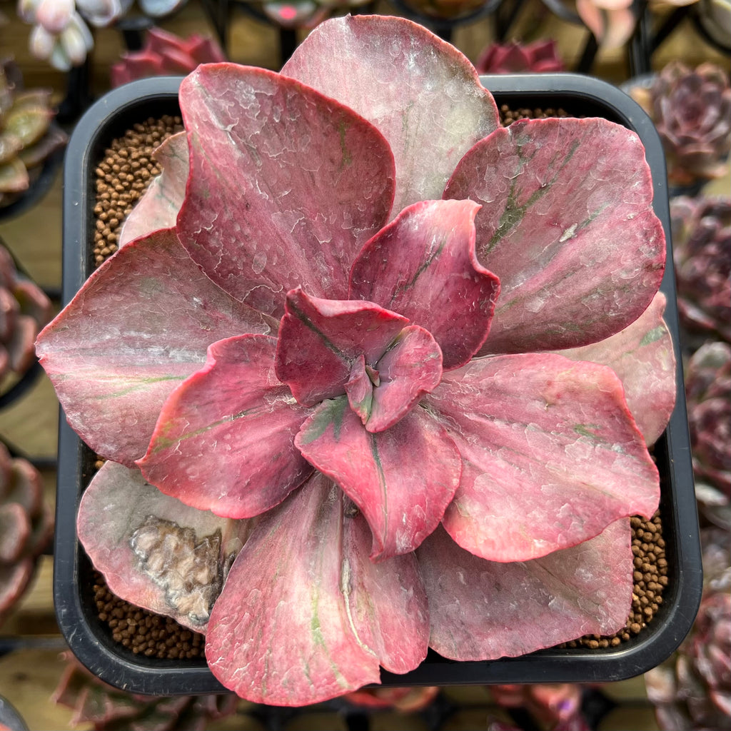 Echeveria 'Suyon' Variegated 4" Succulent Plant Cutting – True ...