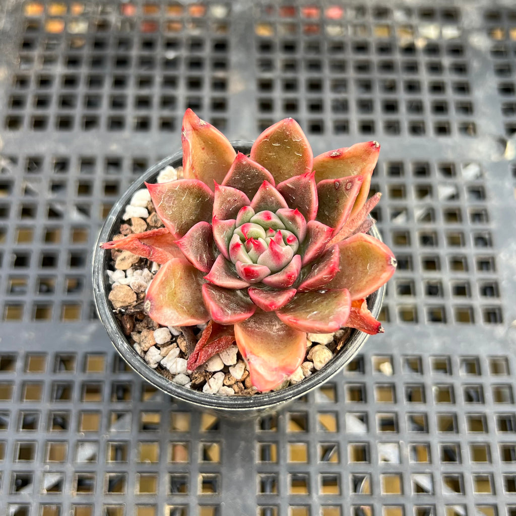 Echeveria 'Rudolph' 1" Succulent Plant – True Succulents Plant Co.