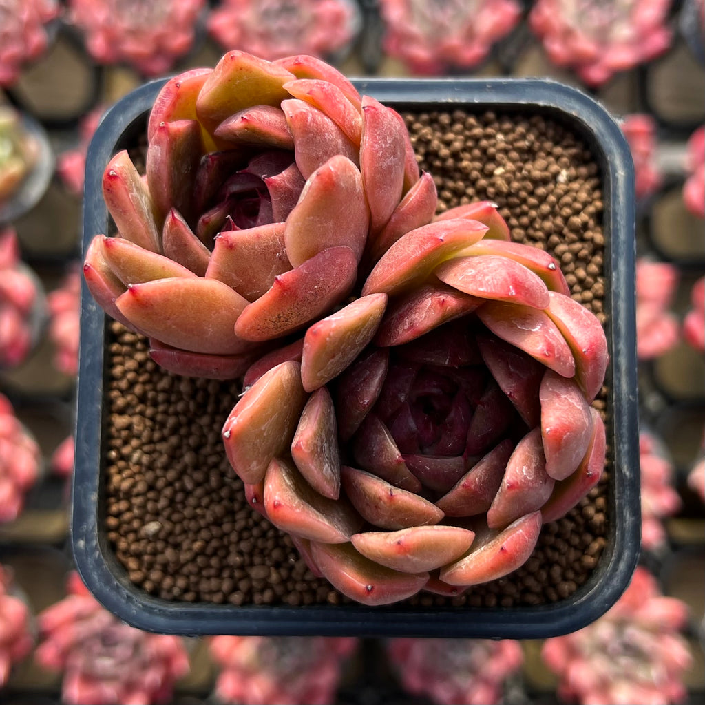 Echeveria Hybrid sp. x 'Maria' Hybrid 2" Flower Village Hybrid Succule ...