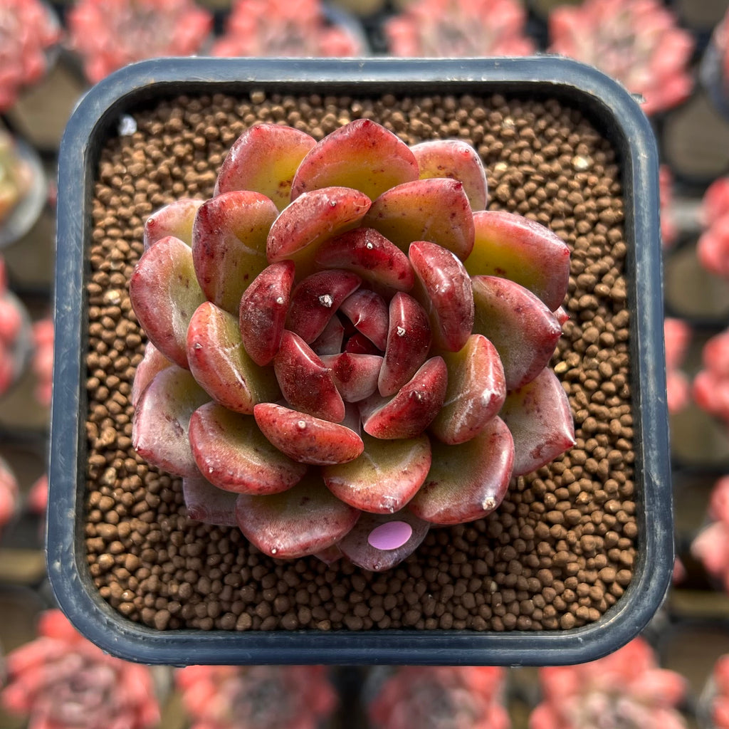 Echeveria 'Tinker Lenny' Red Type 2" Flower Village Hybrid Succulent P ...
