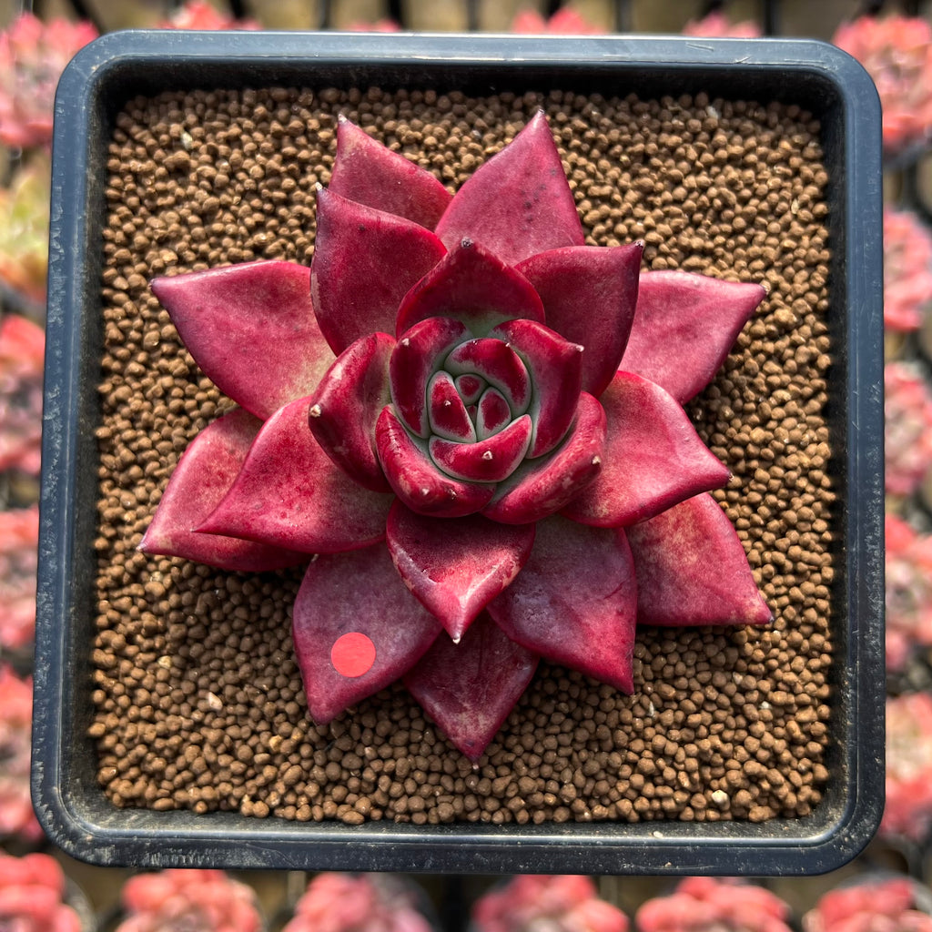 Echeveria Agavoides 'Luming' 3" Succulent Plant Cutting – True ...