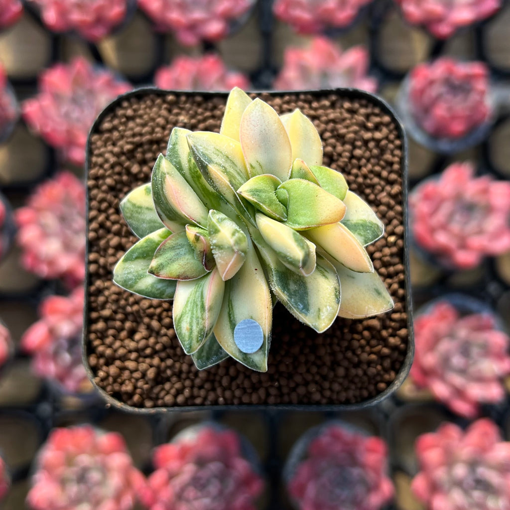 Crassula 'Springtime' Variegated 1" Succulent Plant – True Succulents ...