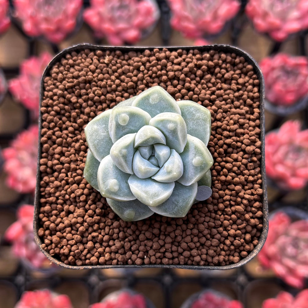 Echeveria 'Albi Drop' 1" Succulent Plant – True Succulents Plant Co.