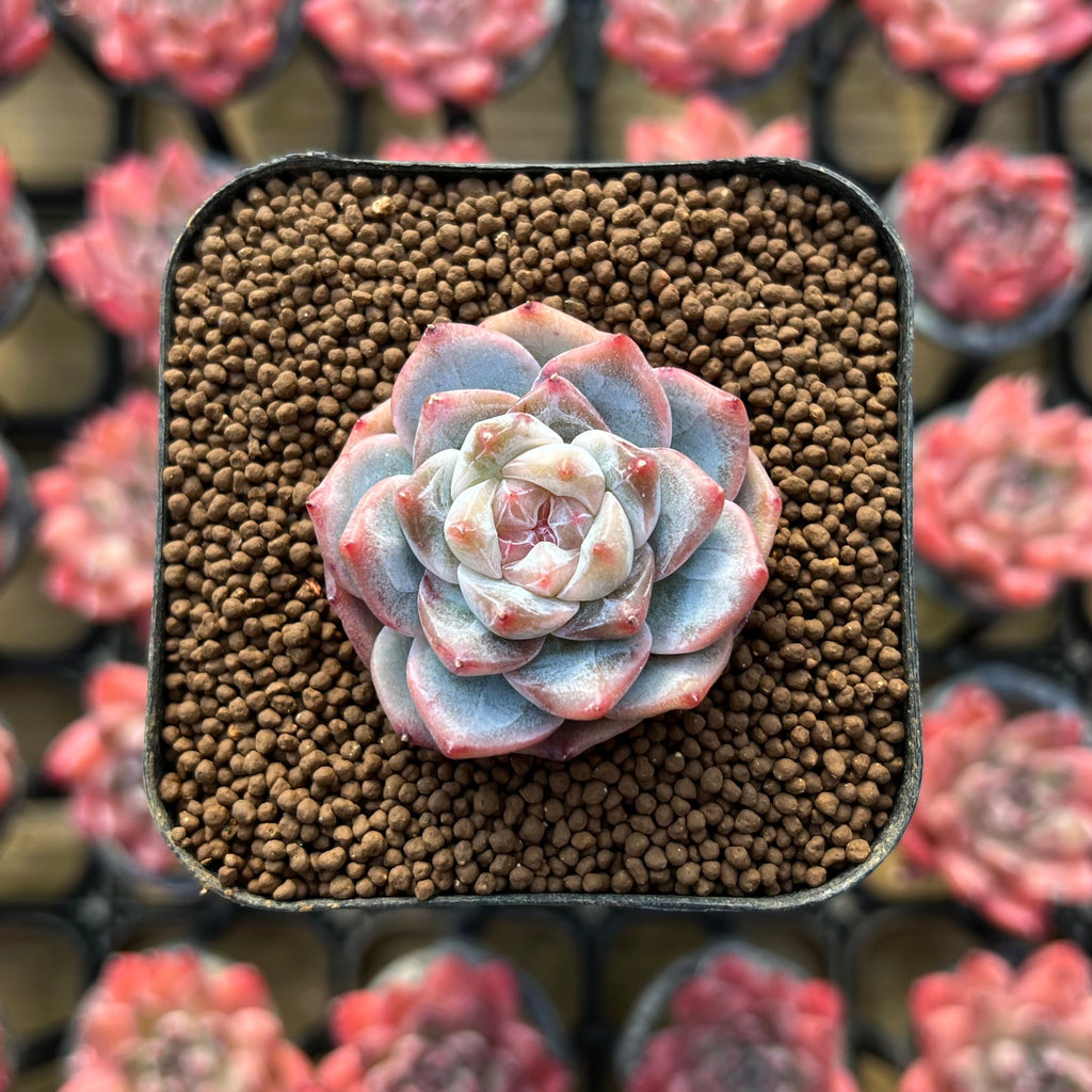 Echeveria 'Pink Diamond' 1" Succulent Plant – True Succulents Plant Co.