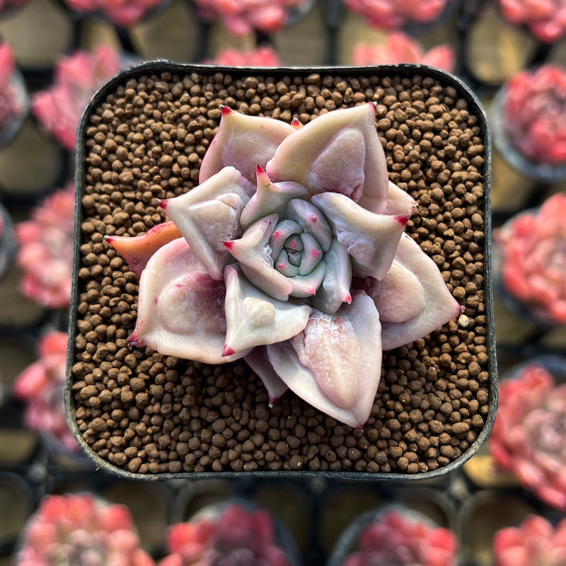 Echeveria 'Madiba' Carunculated 1"-2" Succulent Plant – True Succulents Plant Co.