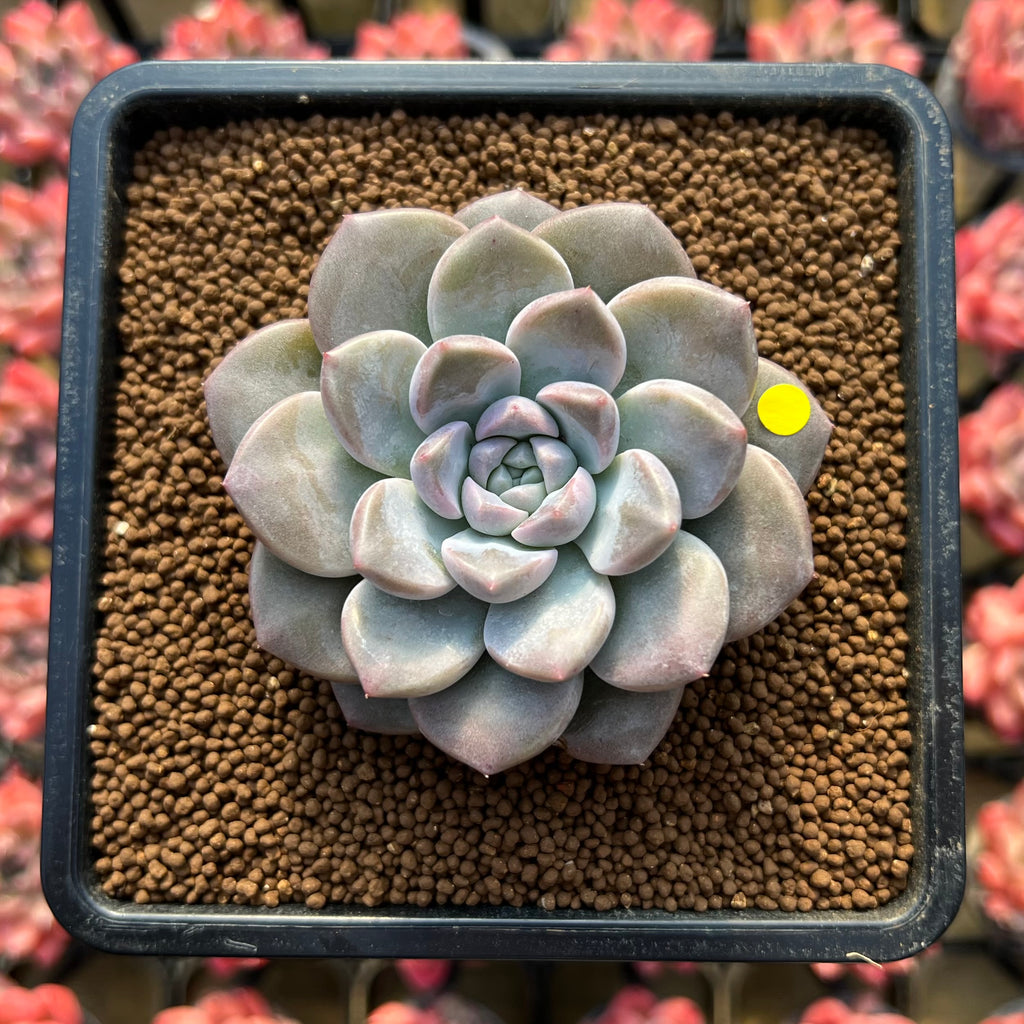 Graptoveria 'High Stone' 3" Succulent Plant – True Succulents Plant Co.