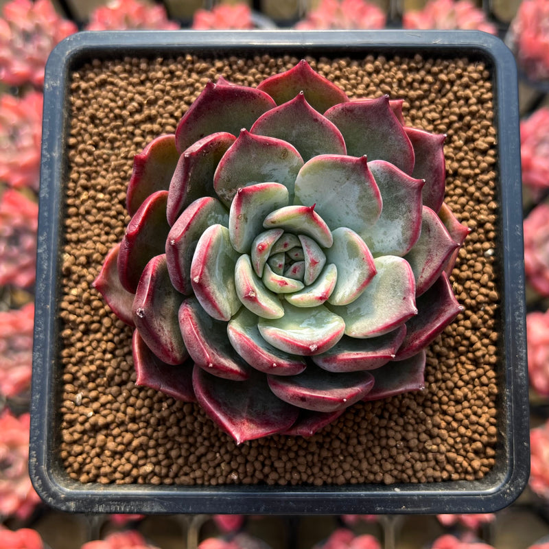 Echeveria Colorata Hybrid 3" Succulent Plant – True Succulents Plant Co.