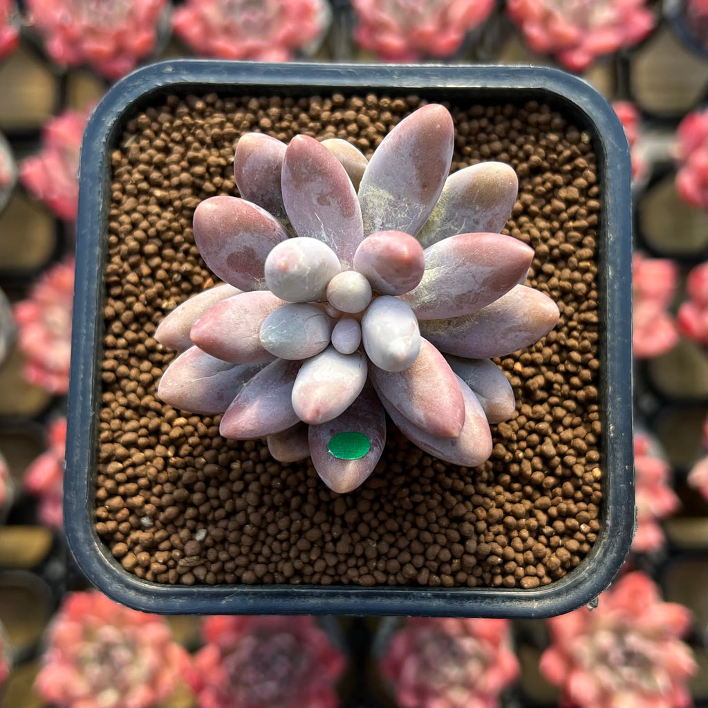 Pachyphytum 'Pink Lover' 2" Succulent Plant – True Succulents Plant Co.