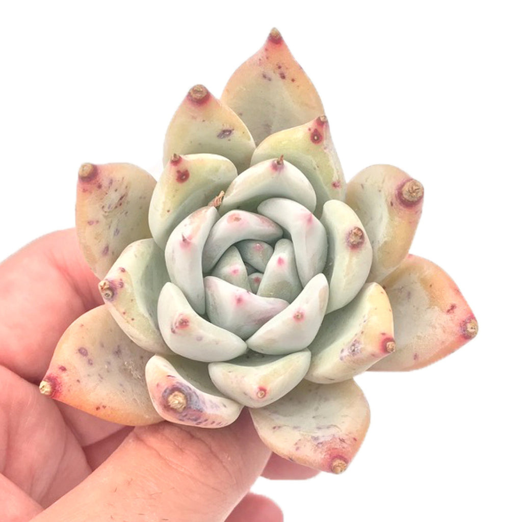 Echeveria 'Colorata' 2" Succulent Plant – True Succulents Plant Co.