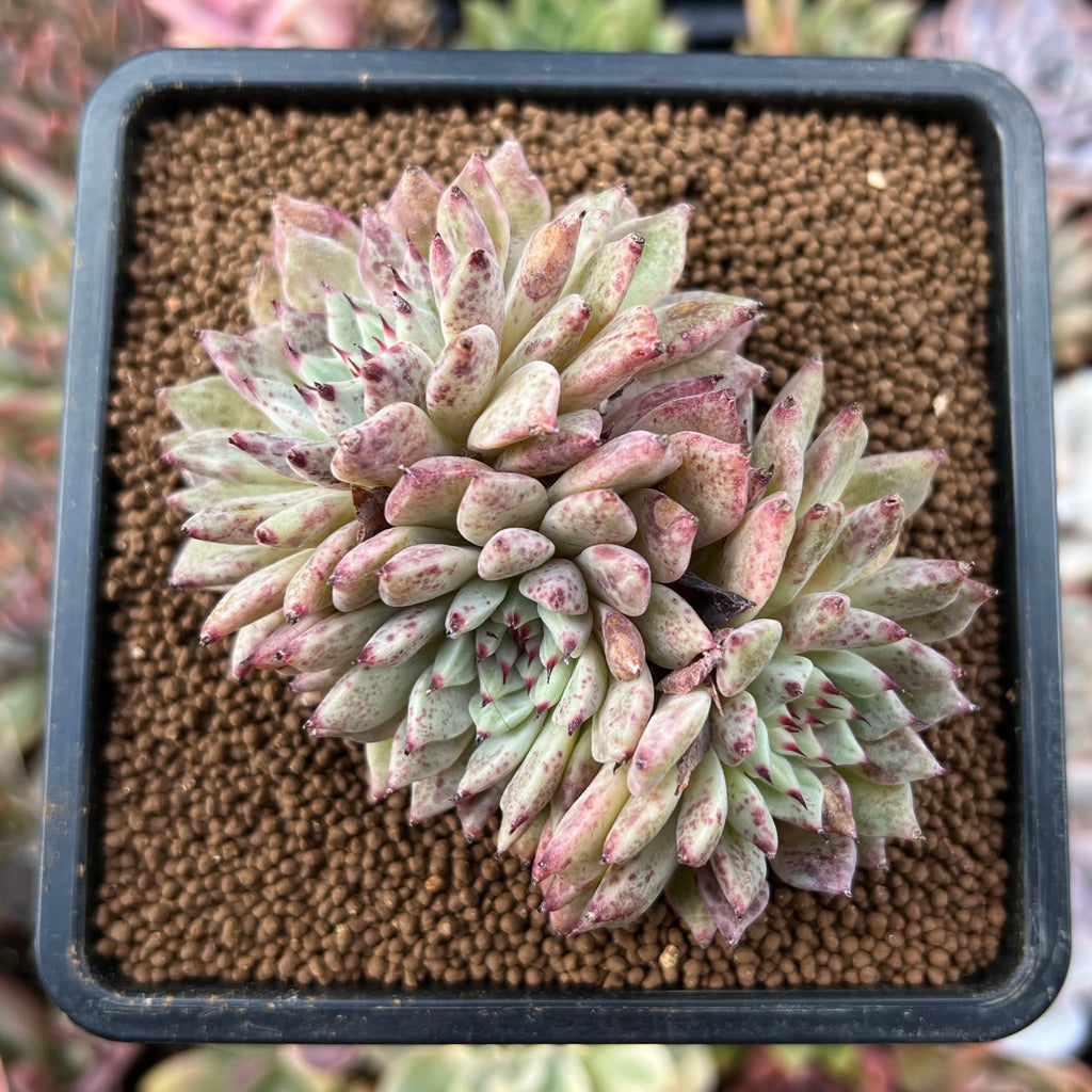 Echeveria 'Zaragoza' 3" Succulent Plant – True Succulents Plant Co.