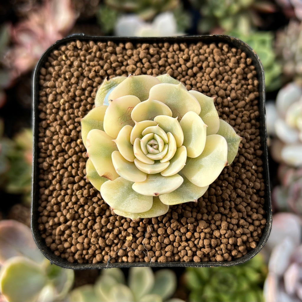 Echeveria 'Bluette' Variegated 1"-2" Succulent Plant – True Succulents ...