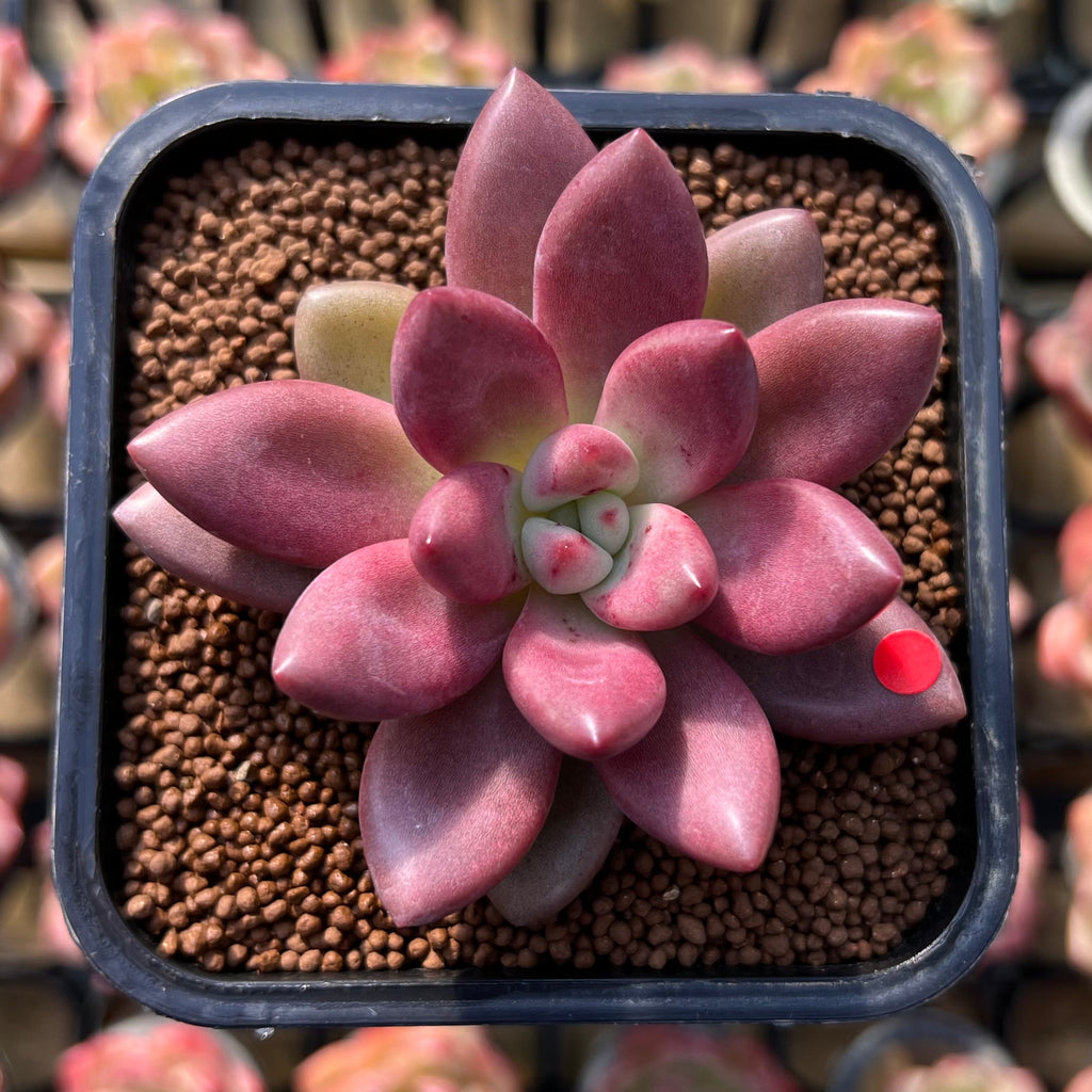 Graptoveria 'Ruby Donna' 2" Succulent Plant Cutting – True Succulents ...