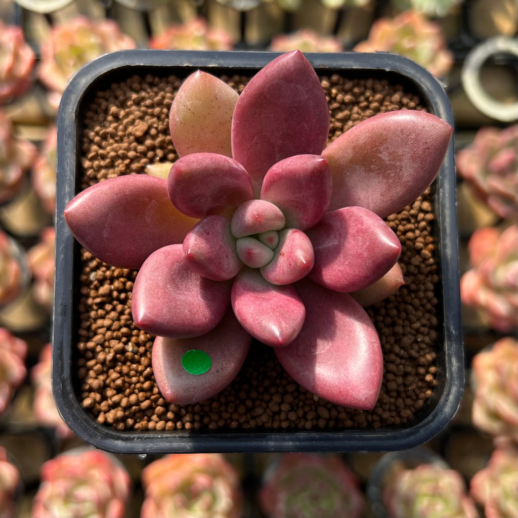 Graptoveria 'Ruby Donna' 2" Succulent Plant Cutting – True Succulents ...