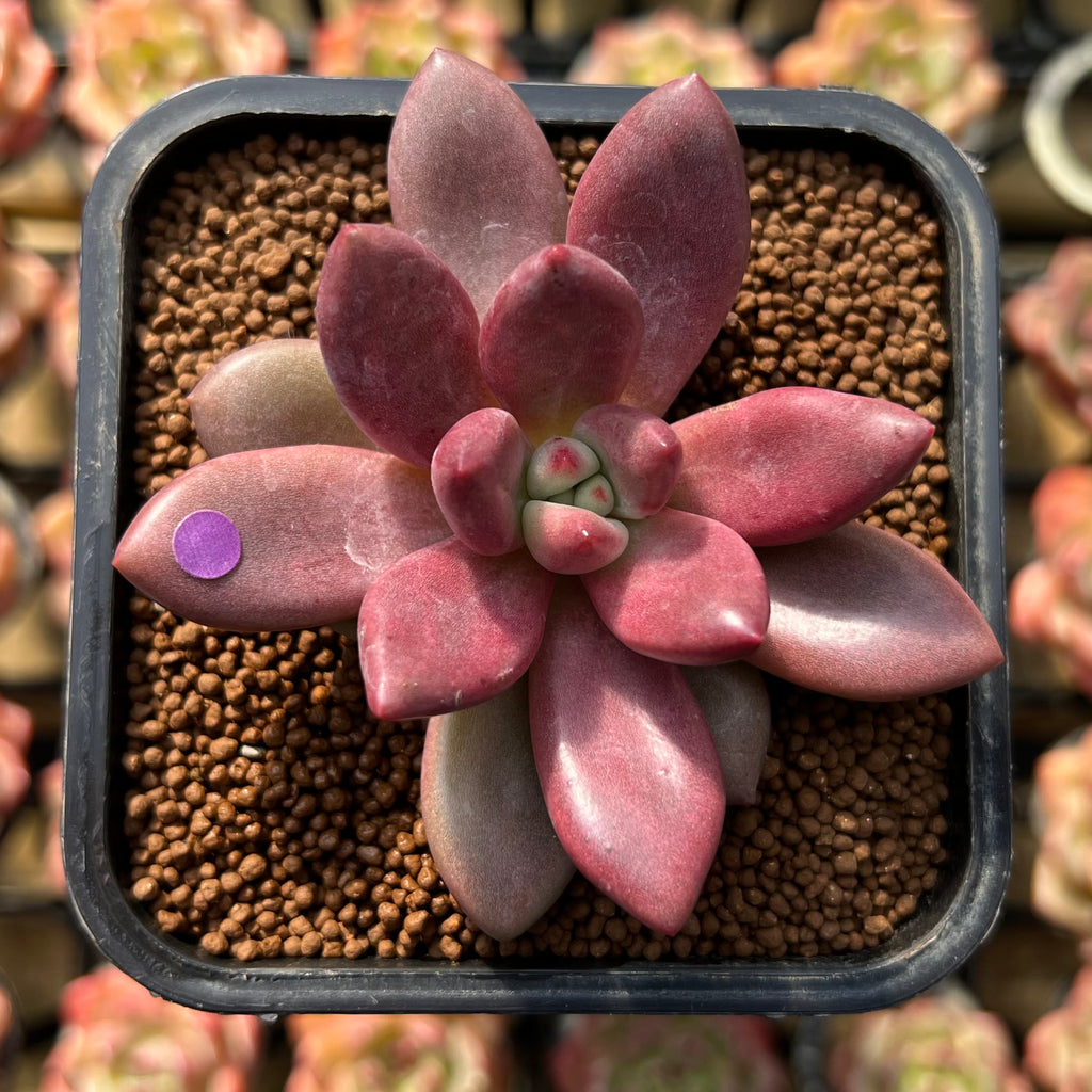 Graptoveria 'Ruby Donna' 2" Succulent Plant Cutting – True Succulents ...