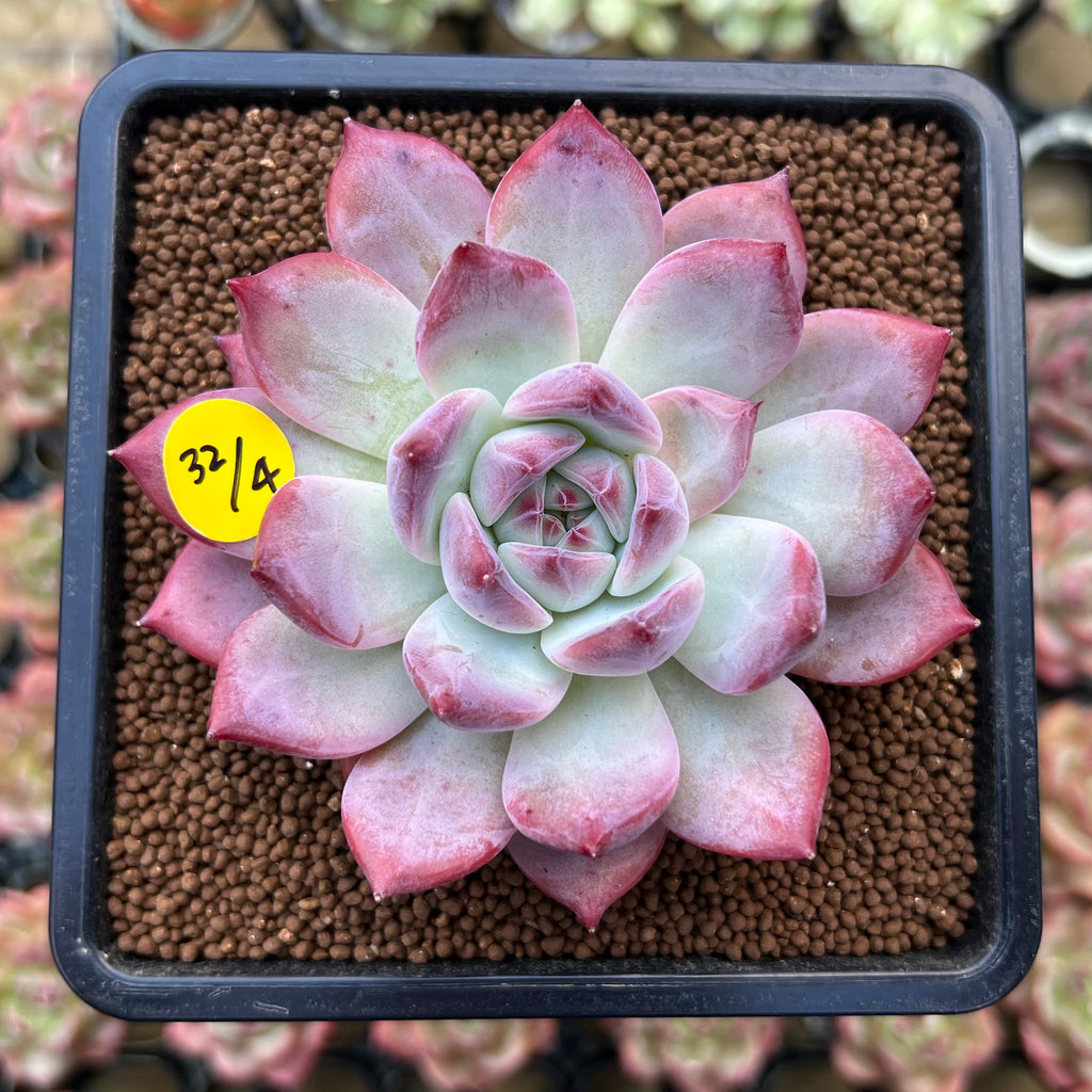Echeveria 'Colorata' 3" Succulent Plant Cutting – True Succulents Plant Co.