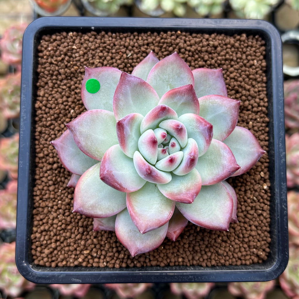 Echeveria 'Colorata' 3" Succulent Plant Cutting – True Succulents Plant Co.