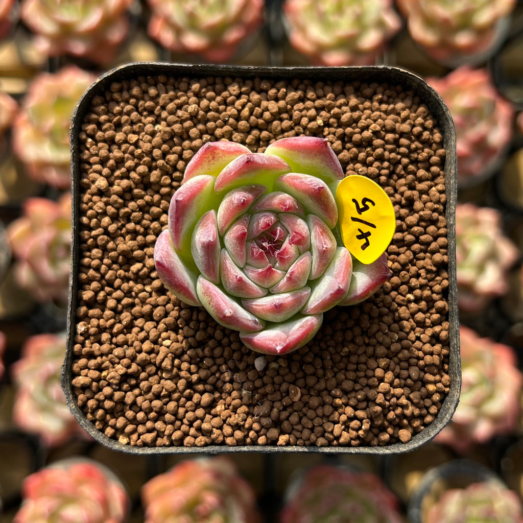 Echeveria 'Casio' 1" Non Variegated Succulent Plant Cutting – True ...