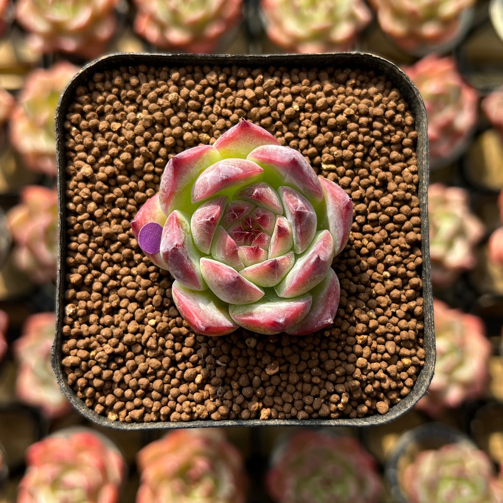 Echeveria 'Casio' 1" Non Variegated Succulent Plant Cutting – True ...