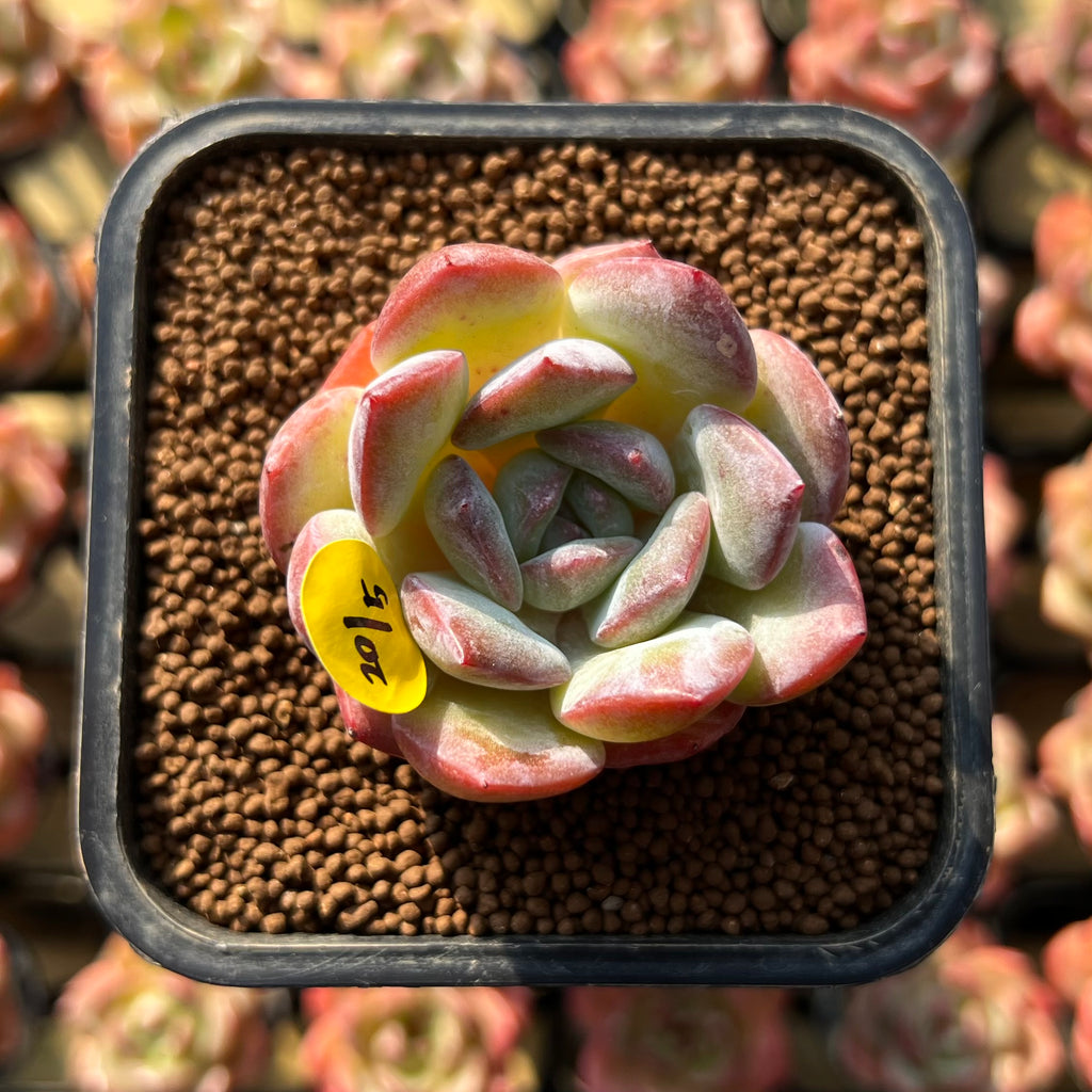 Echeveria 'Paul Shay' 1"-2" Succulent Plant Cutting – True Succulents ...