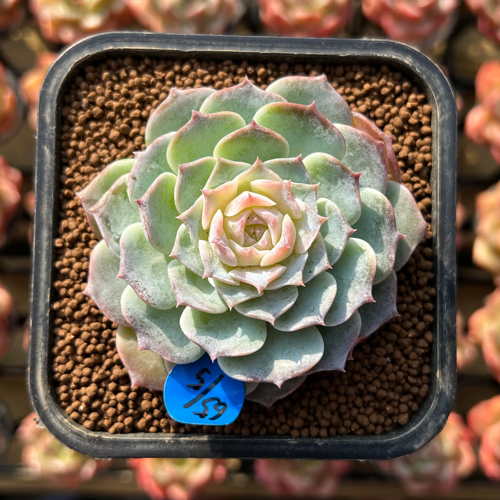 Echeveria 'Modal' 2" Succulent Plant Cutting – True Succulents Plant Co.