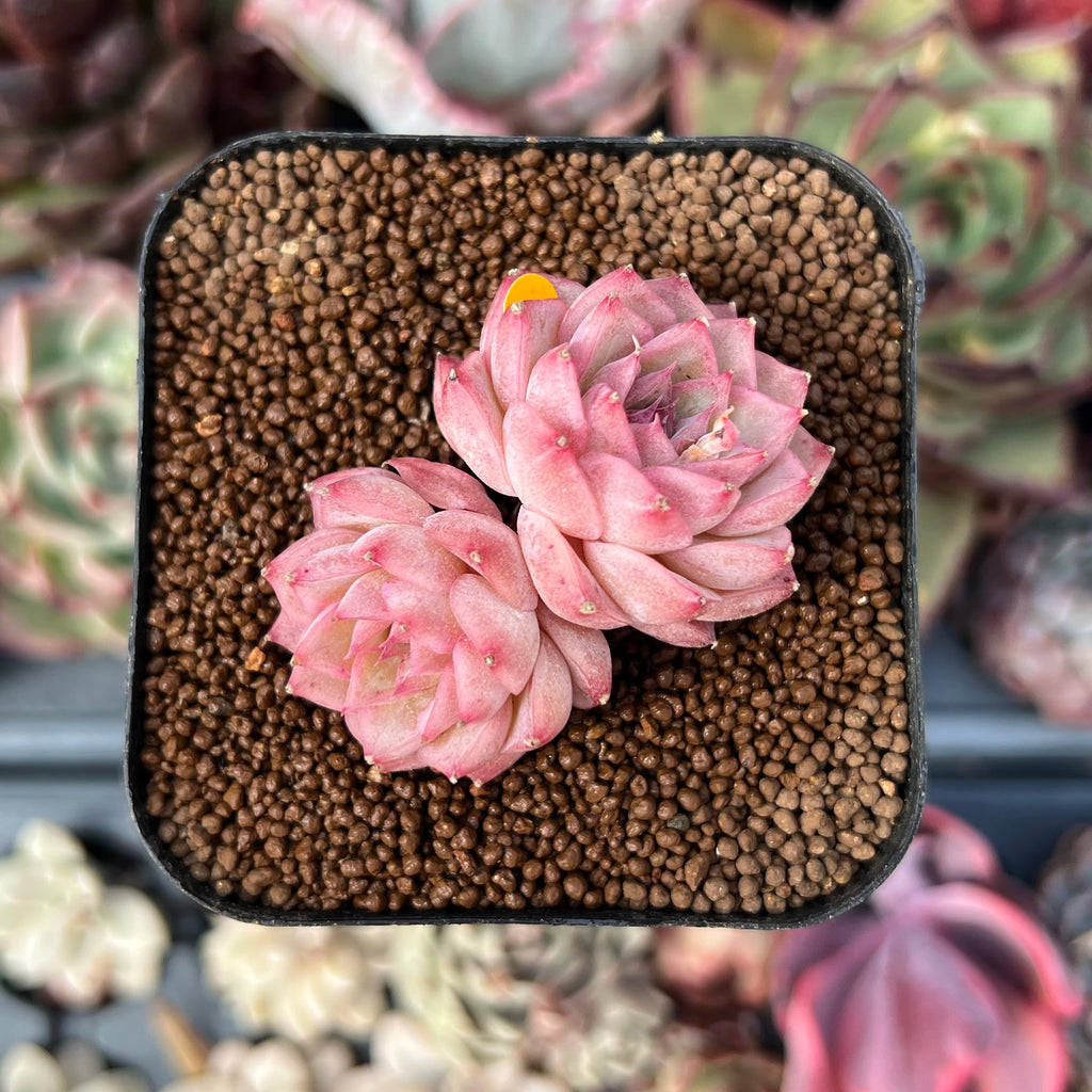 Echeveria 'Red Cherry' 1" Succulent Plant – True Succulents Plant Co.