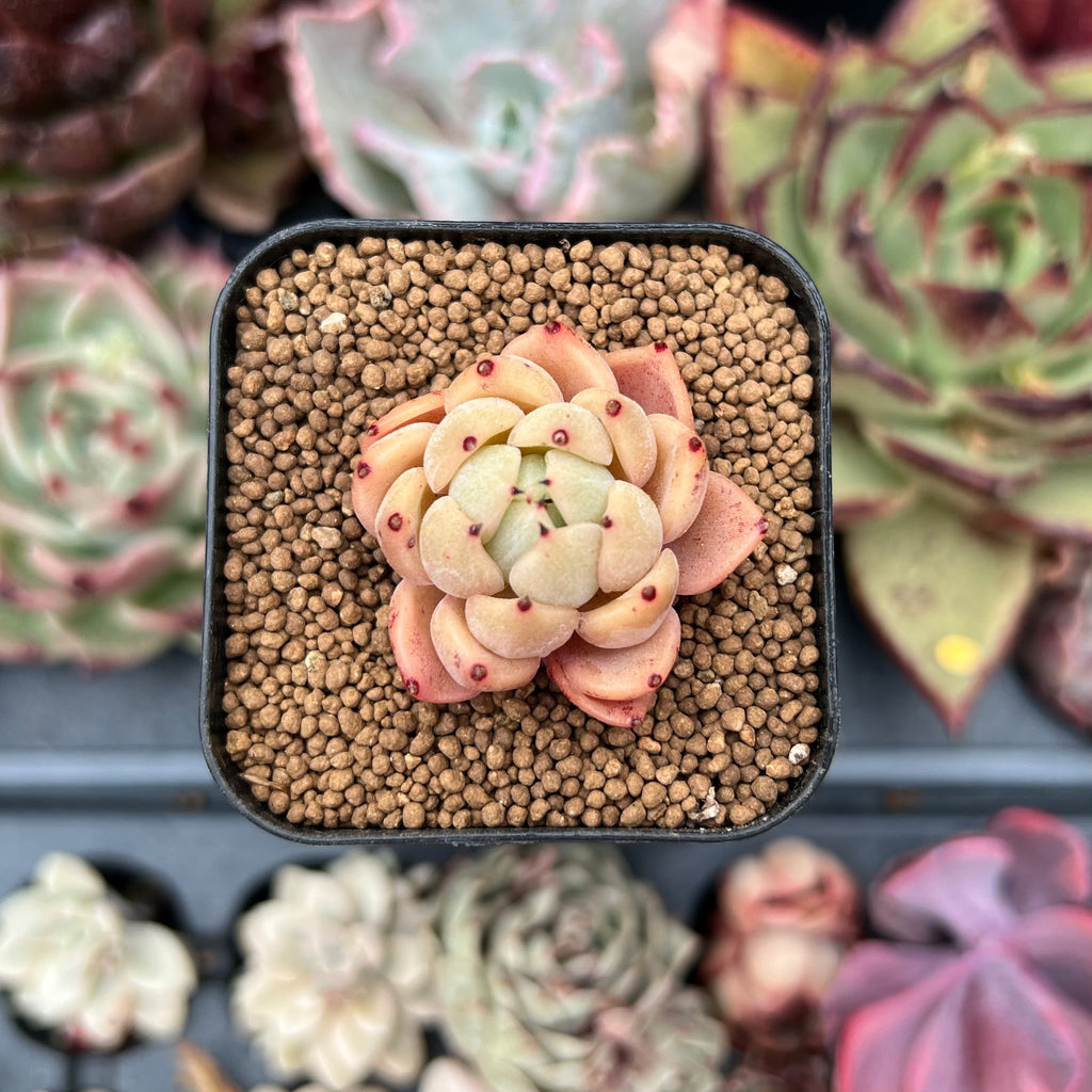 Echeveria 'Anna Rabbit' 1" Small Seed-Grown Succulent Plant – True ...