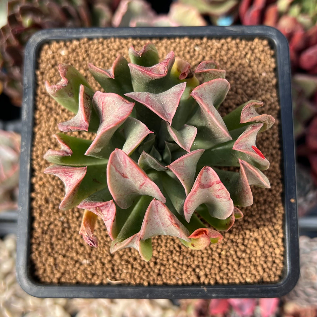 Echeveria 'Black Hawk' 3" Succulent Plant – True Succulents Plant Co.
