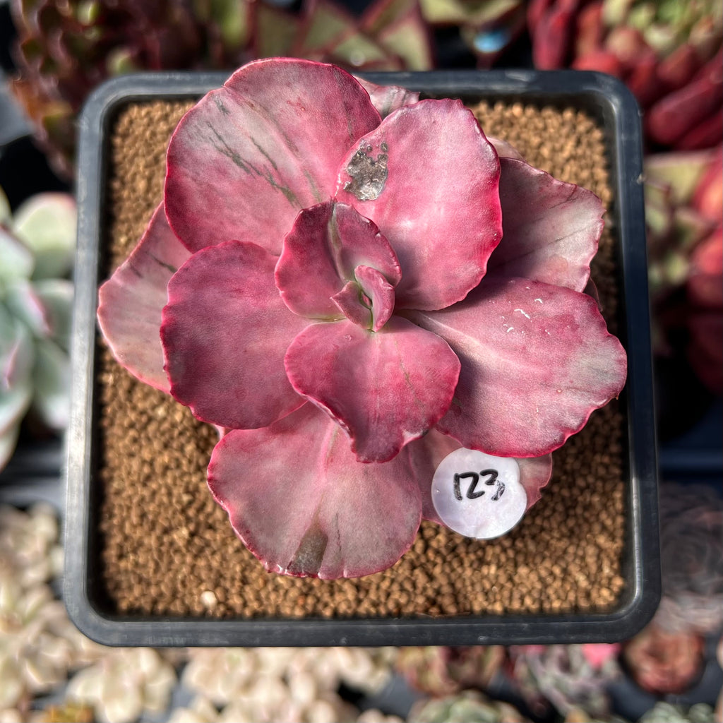 Echeveria 'Suyon' Variegated 3" Cutting Succulent Plant – True ...