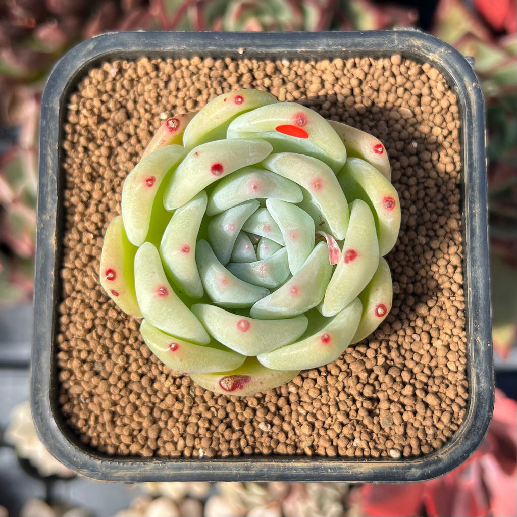 Echeveria 'Karla' 2" Succulent Plant – True Succulents Plant Co.
