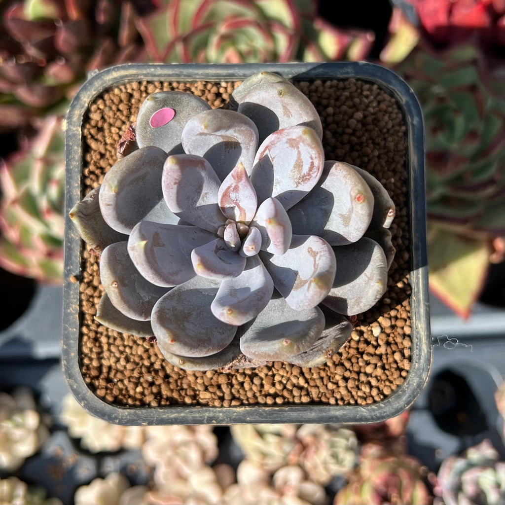 Echeveria 'Purple Princess' 2" Succulent Plant – True Succulents Plant Co.