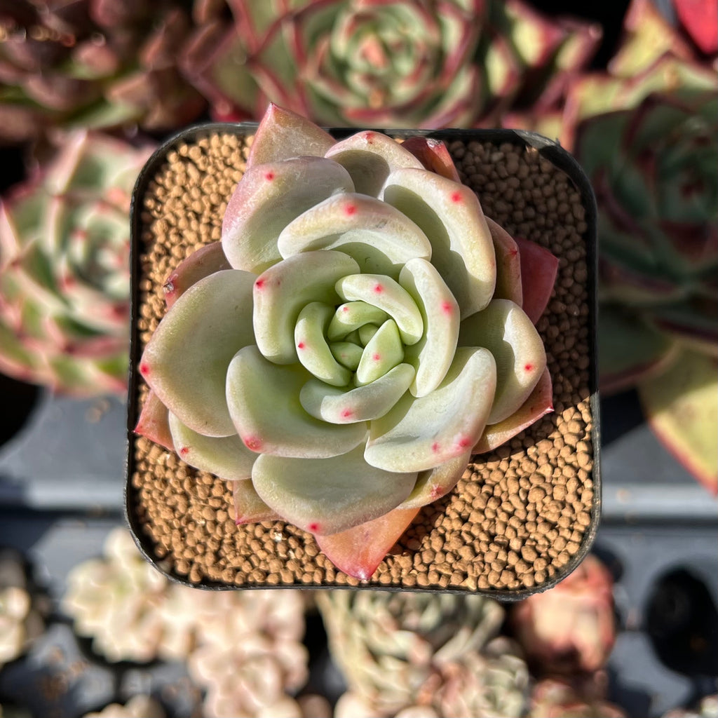 Echeveria 'White Champaign' 1"-2" Succulent Plant – True Succulents ...