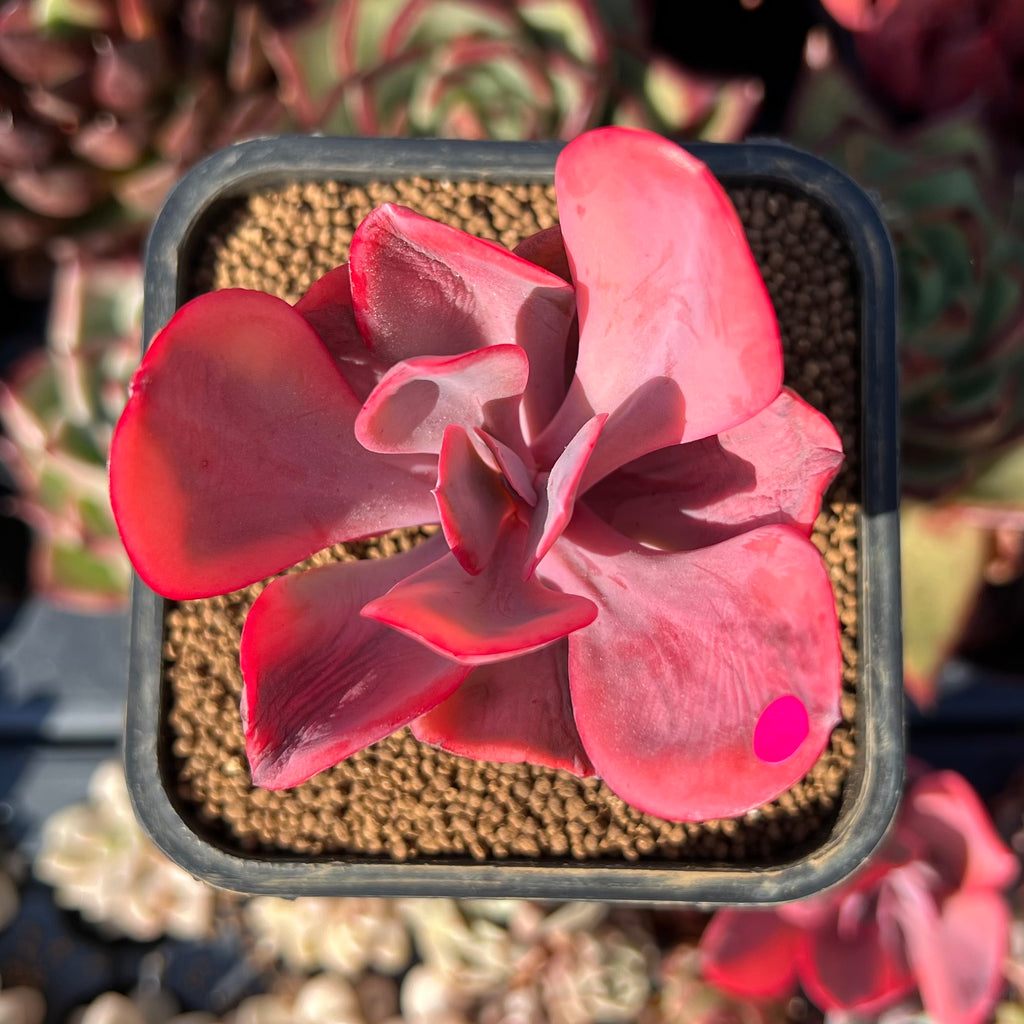 Echeveria 'Angel Wings' Variegated 2" Cutting *Expert Only* Succulent ...