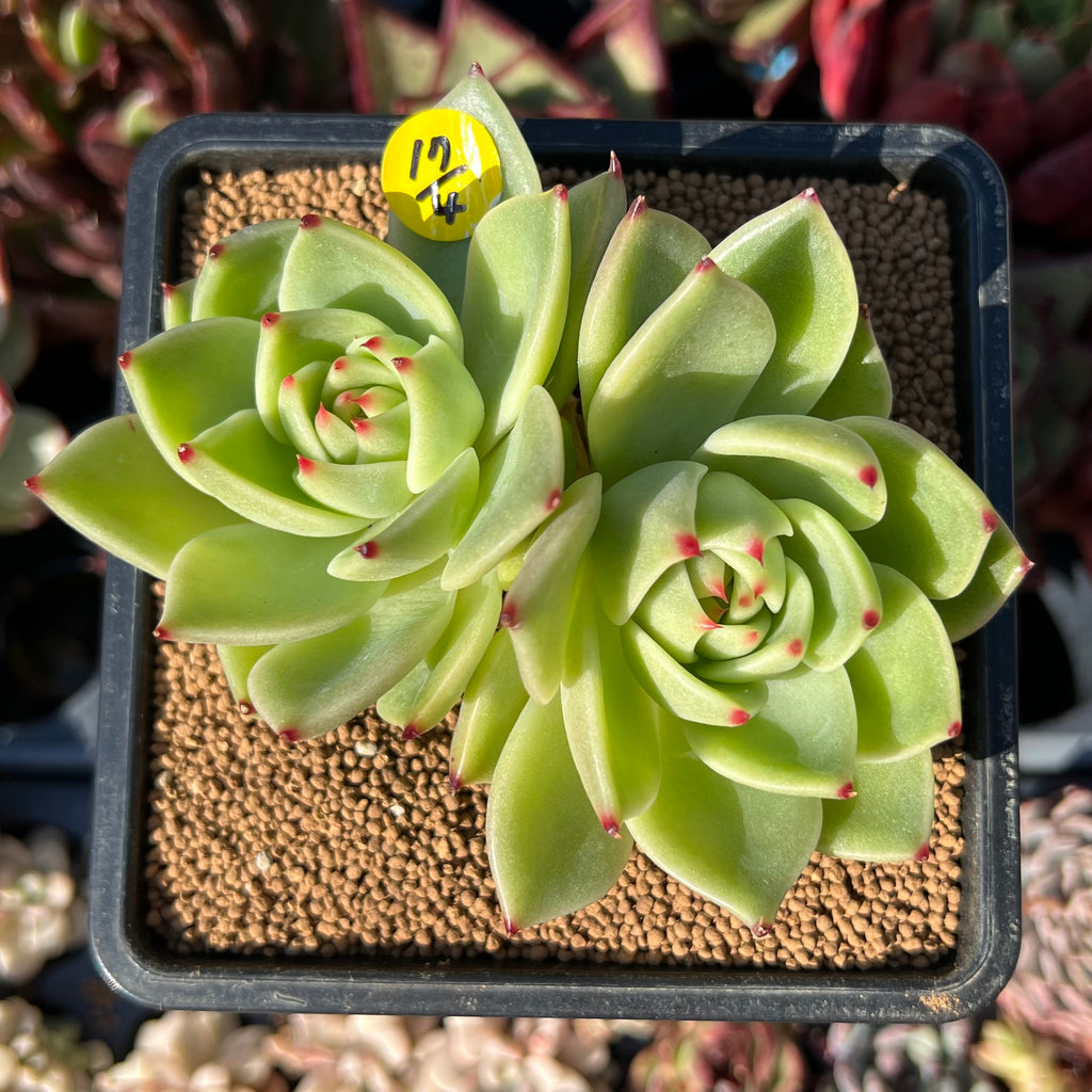 Echeveria 'Blue Dragon' 3" Cluster Succulent Plant – True Succulents ...
