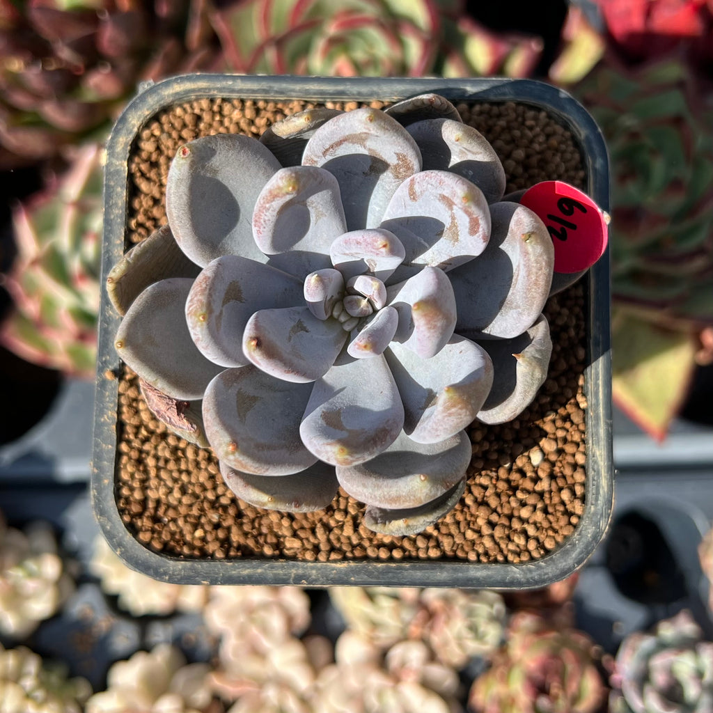 Echeveria 'Purple Princess' 2" Succulent Plant – True Succulents Plant Co.