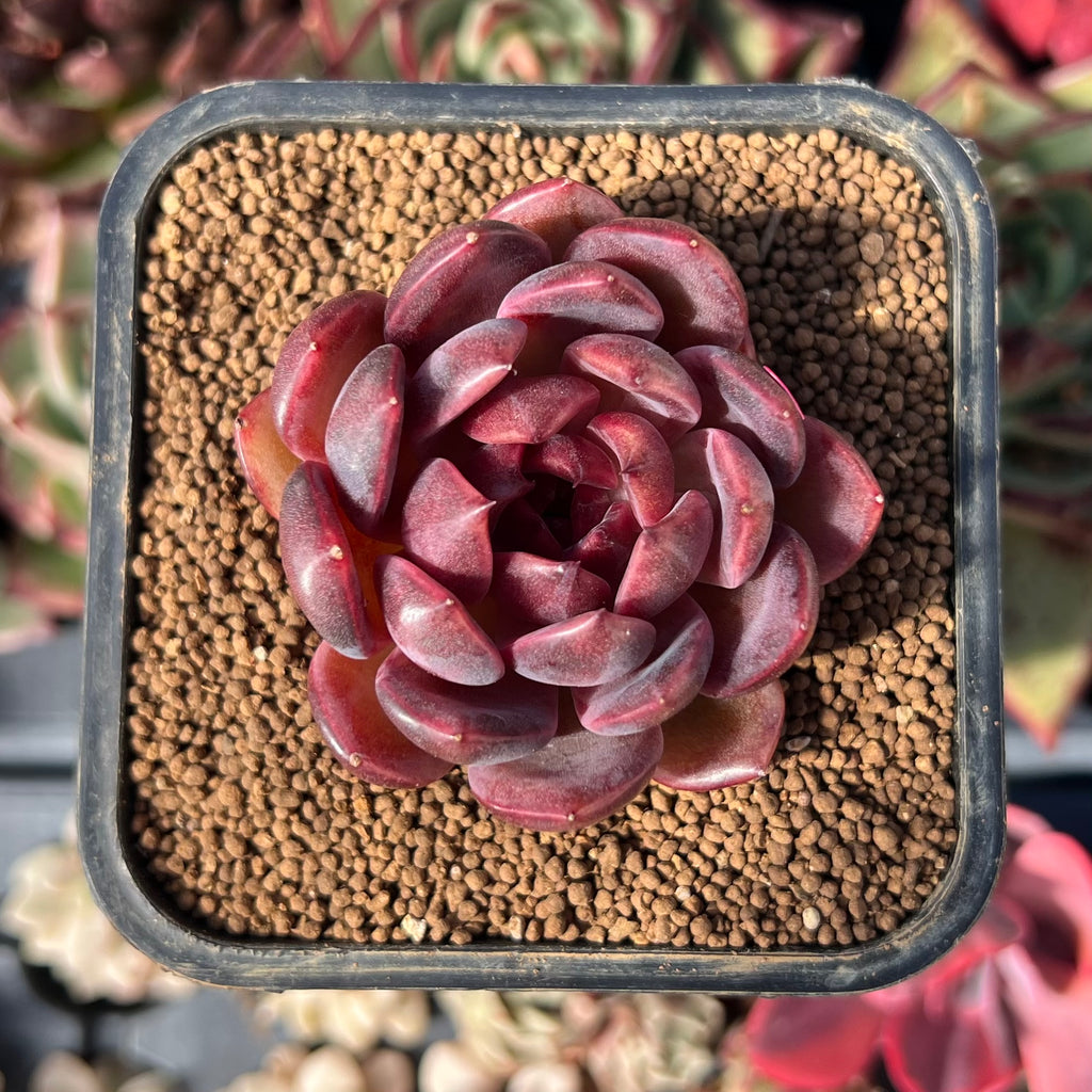 Echeveria 'Purple Elin' 2" New Hybrid Succulent Plant – True Succulents ...