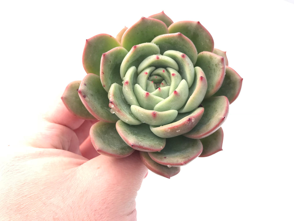 Echeveria 'Fila' 4"-5" Rare Succulent Plant – True Succulents Plant Co.