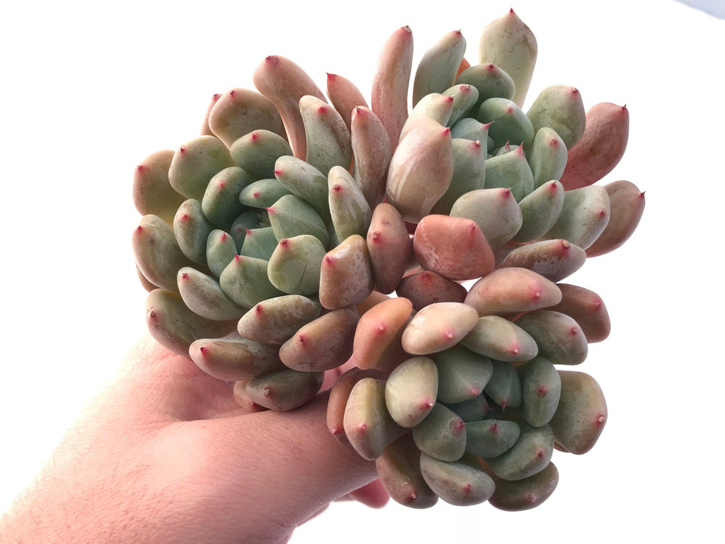 Pachyphytum Hybrid Cluster 5" Rare Succulent Plant – True Succulents ...