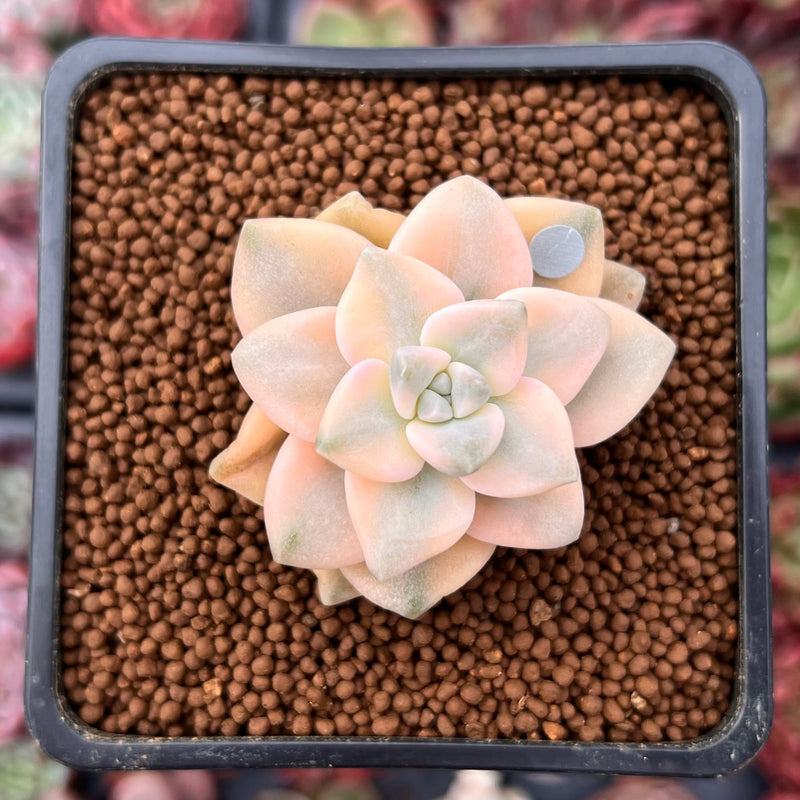 Graptoveria 'Titubans' Variegated 1” Succulent Plant – True Succulents ...