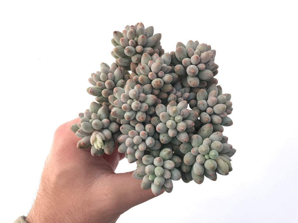 Pachyveria 'Baby Finger' 5" Cluster Succulent Plant – True Succulents ...