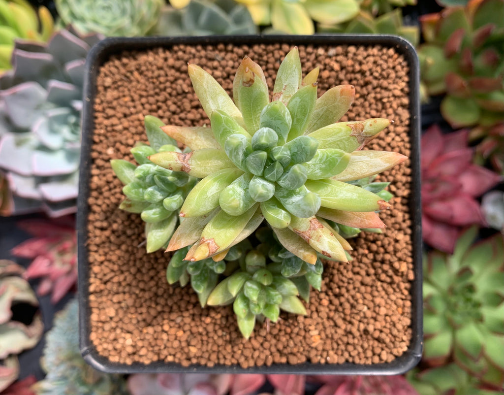 Pachyveria 'Bellgrave' Cluster 2"-3" Succulent Plant – True Succulents ...