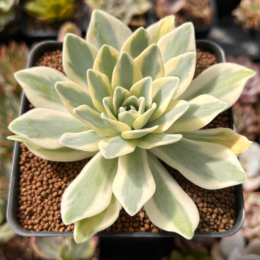 Orostachys 'Fuji' Variegated 3" Succulent Plant – True Succulents Plant Co.