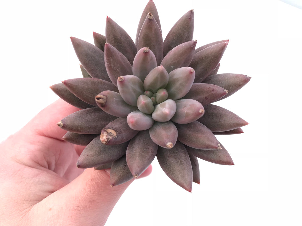 Pachyphytum Venus 3”-4” Rare Succulent Plant – True Succulents Plant Co.