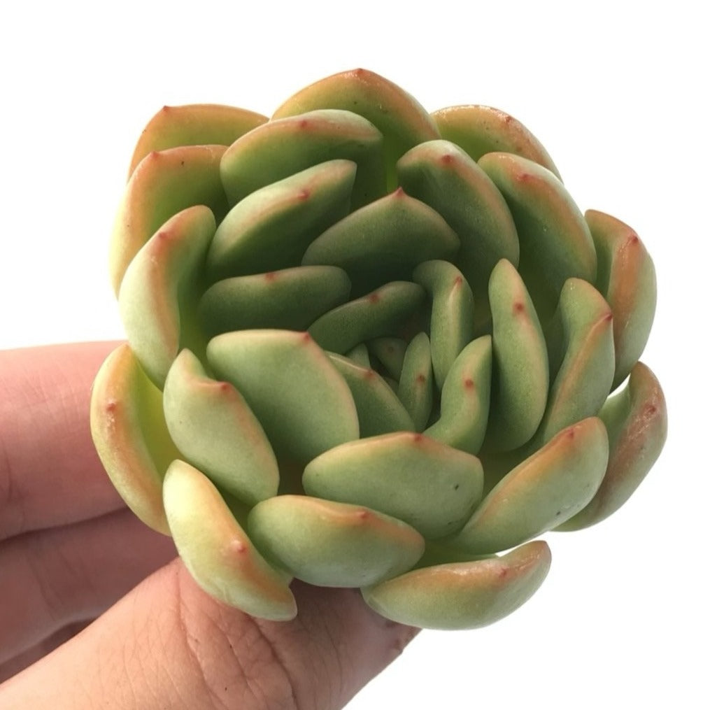 Echeveria 'Paul Shay' 2" Rare Succulent Plant – True Succulents Plant Co.